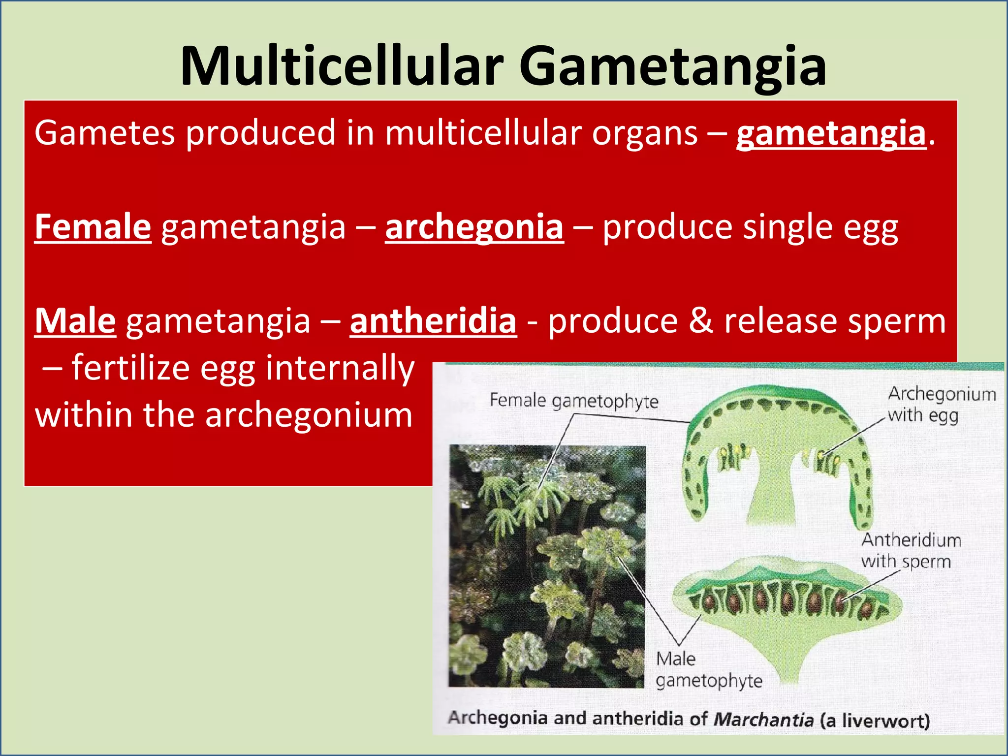 biodiversity of plants | PPT
