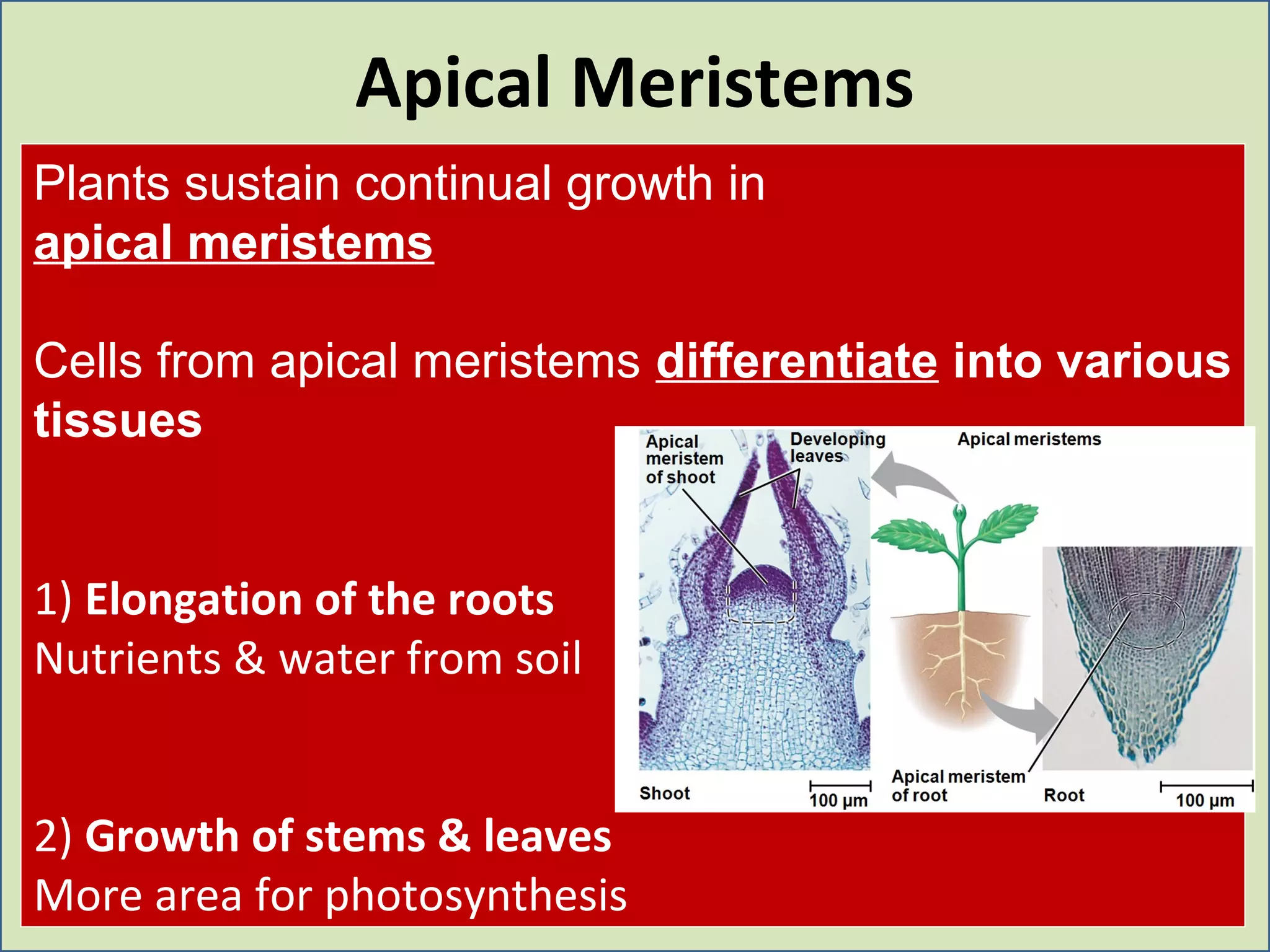 biodiversity of plants | PPT