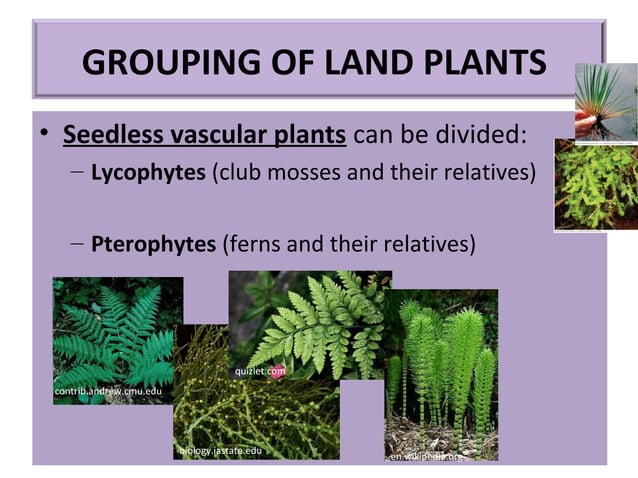 biodiversity of plants | PPT