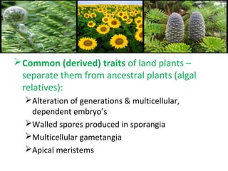 biodiversity of plants | PPT