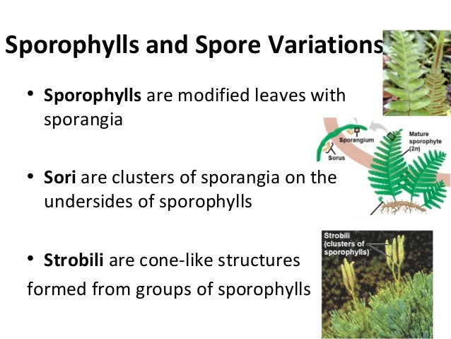 biodiversity of plants