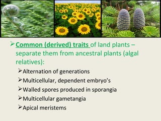 Unit 3 biodiversity of plants new | PPT