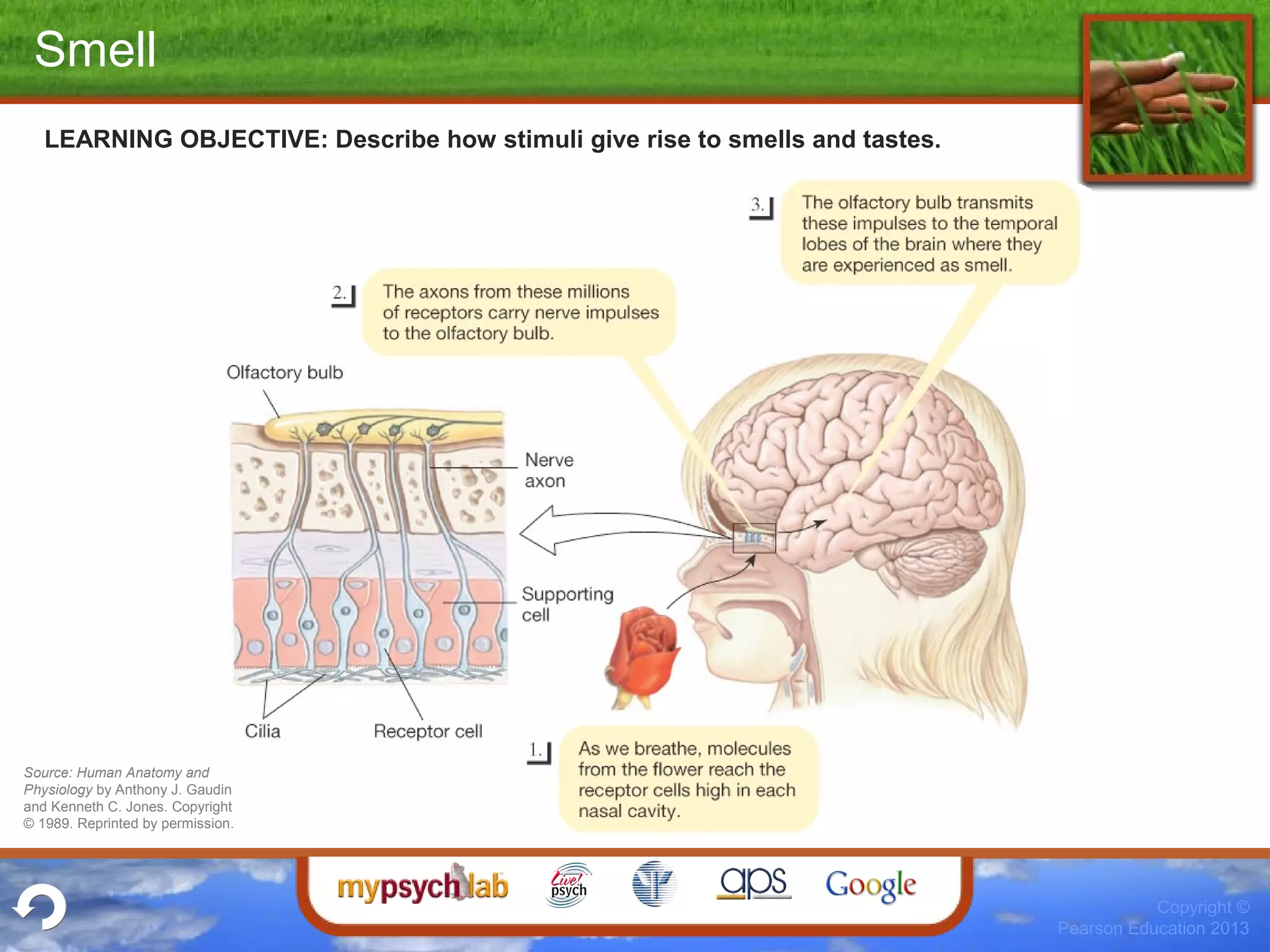 Unit 3: Sensation and Perception | PPT