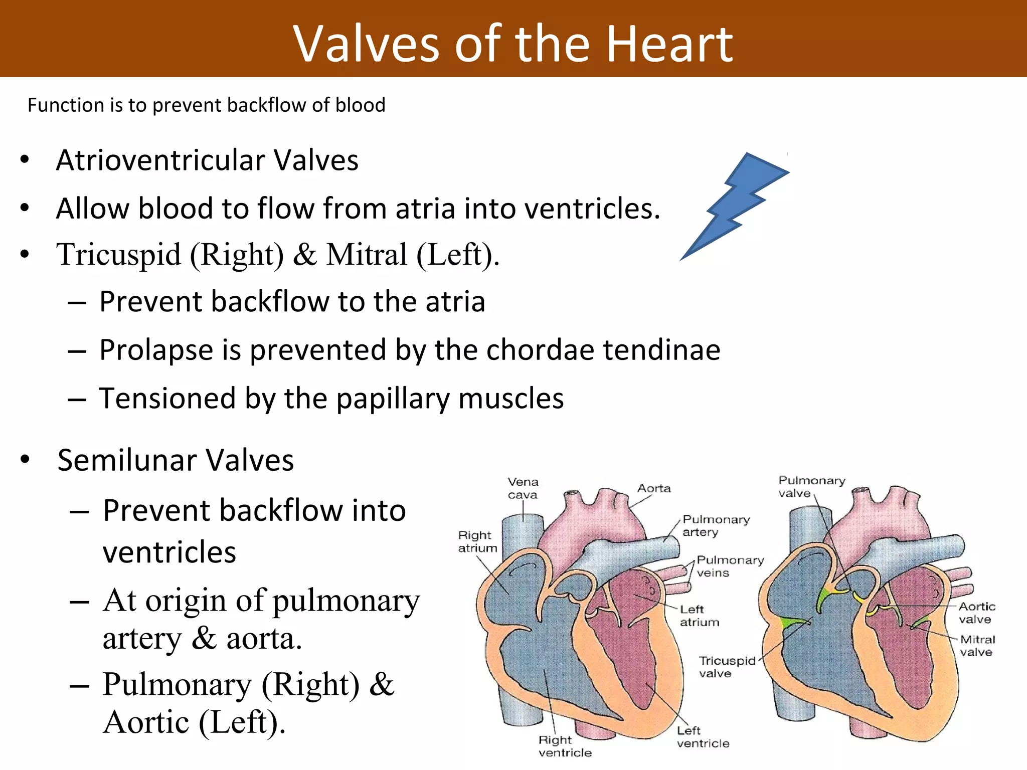 Unit 3 cardiovascular system nrs237 | PPT