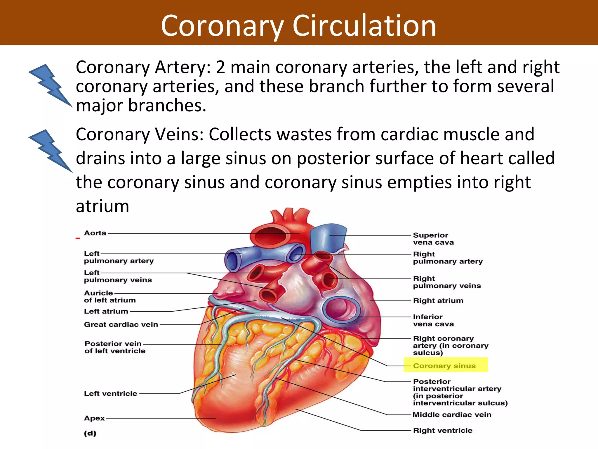Unit 3 cardiovascular system nrs237 | PPT