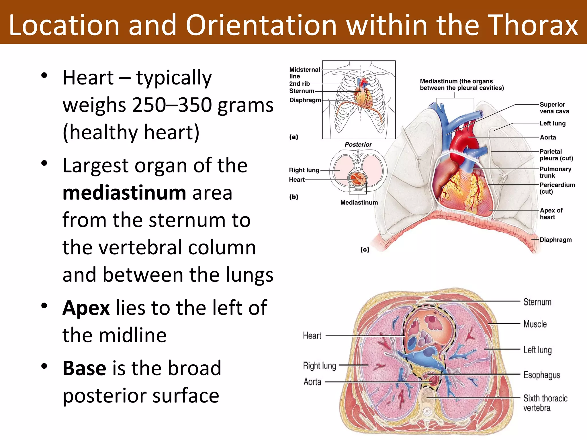 Unit 3 cardiovascular system nrs237 | PPT