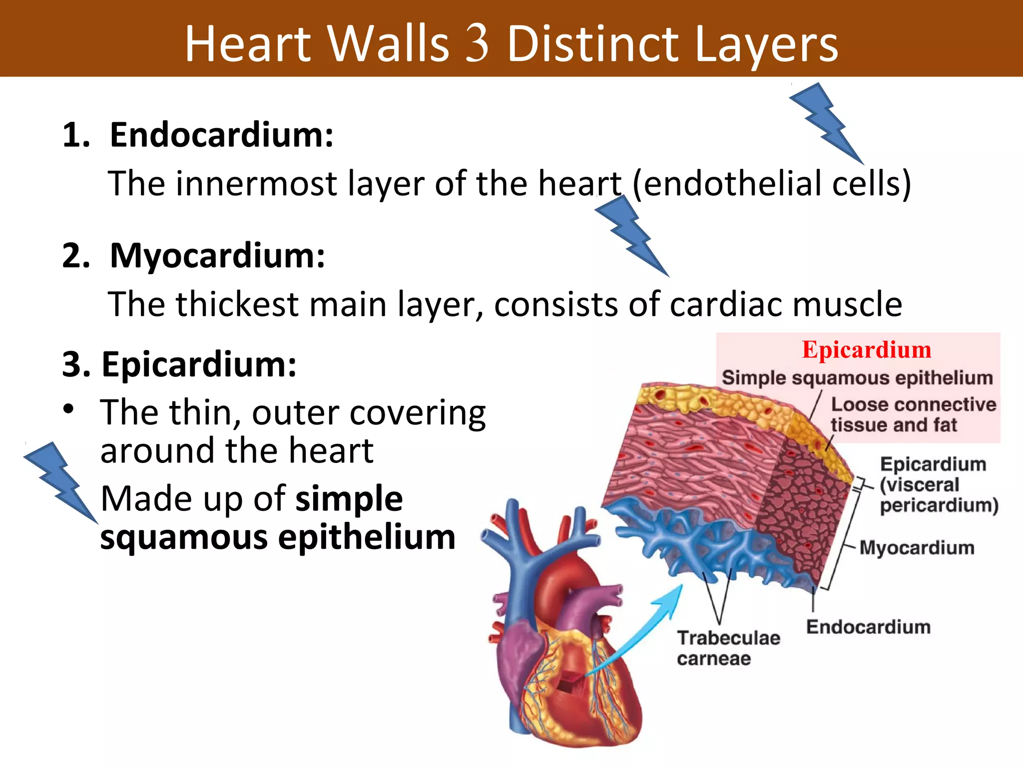 Unit 3 cardiovascular system nrs237 | PPT