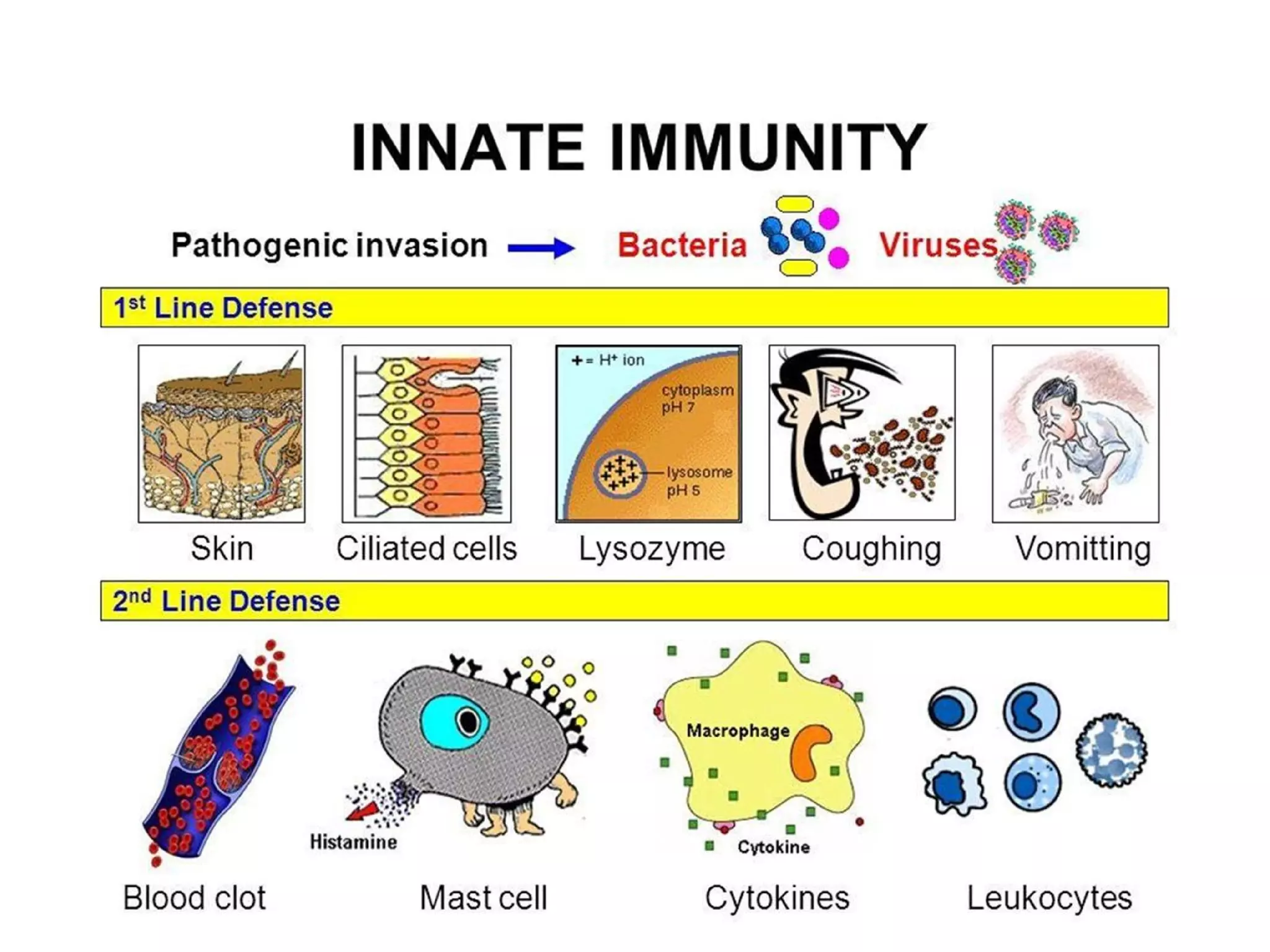 Unit 3 Defense mechanisms of the body BSN.pdf