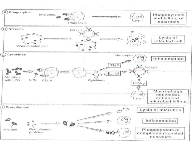 Unit 3 Defense mechanisms of the body BSN.pdf | Infectious Diseases ...