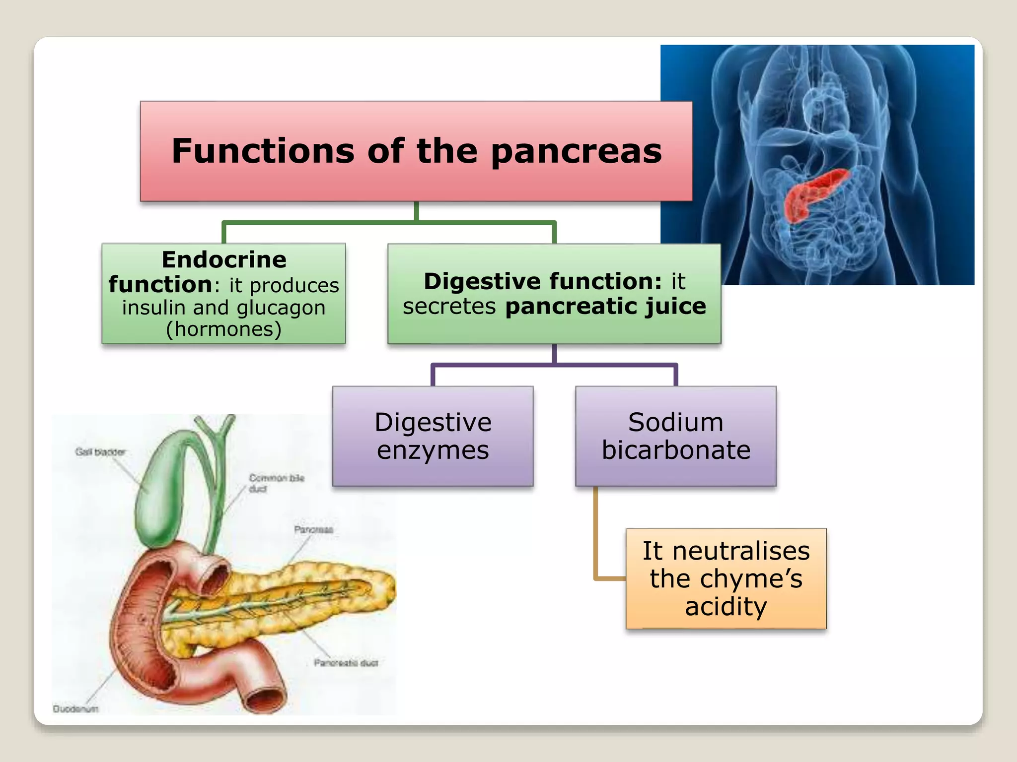 Unit 3 Digestive and Respiratory Systems | PPTX