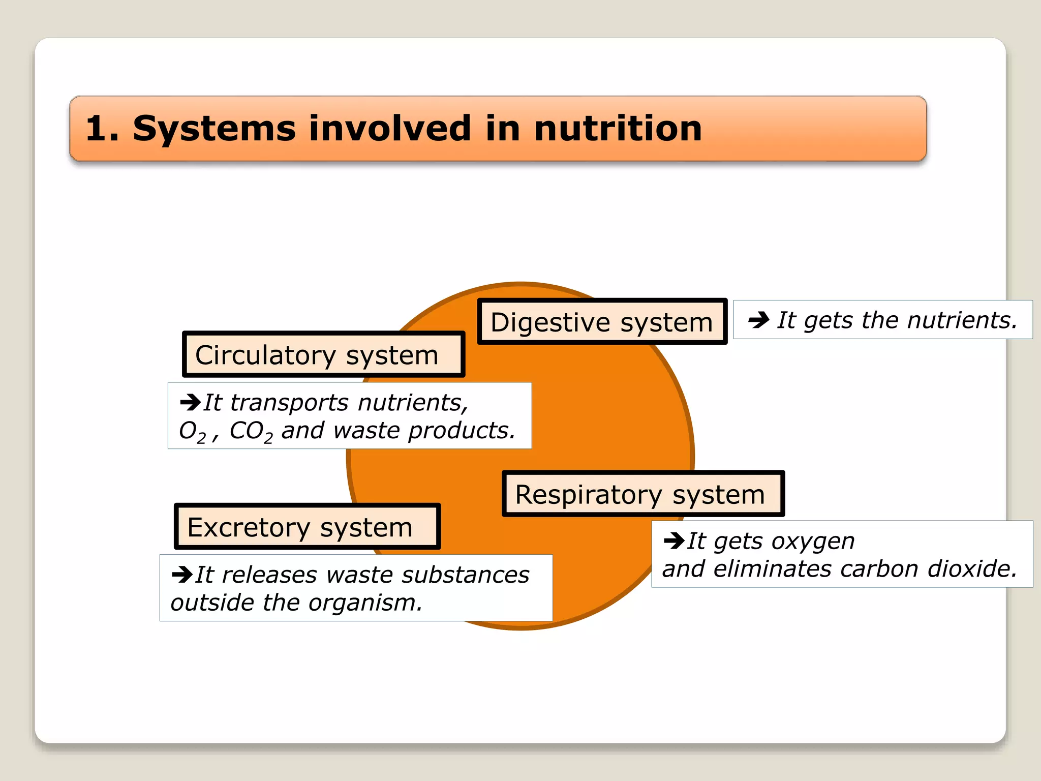 Unit 3 Digestive and Respiratory Systems | PPTX