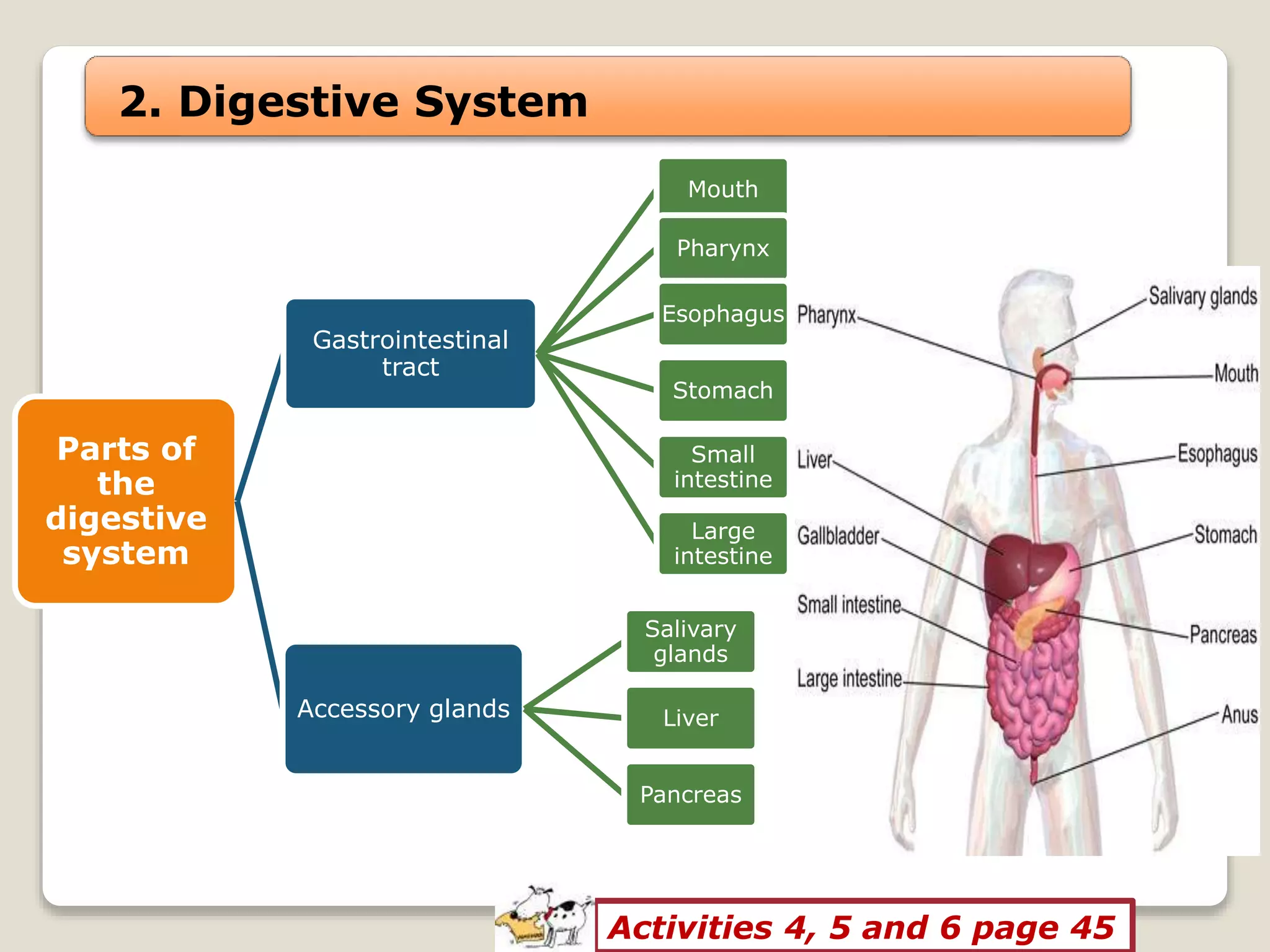 Unit 3 Digestive and Respiratory Systems | PPTX