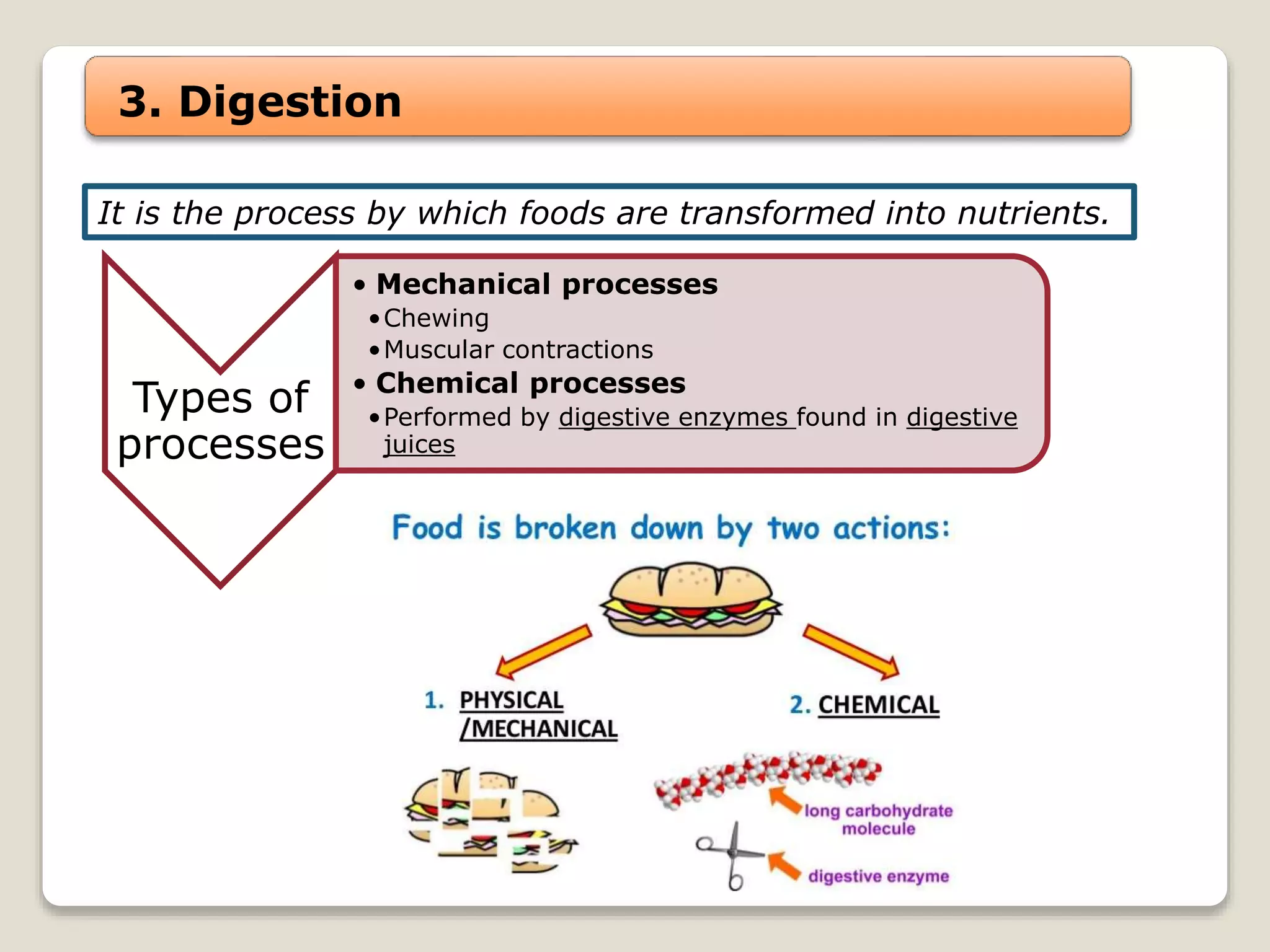 Unit 3 Digestive and Respiratory Systems | PPTX