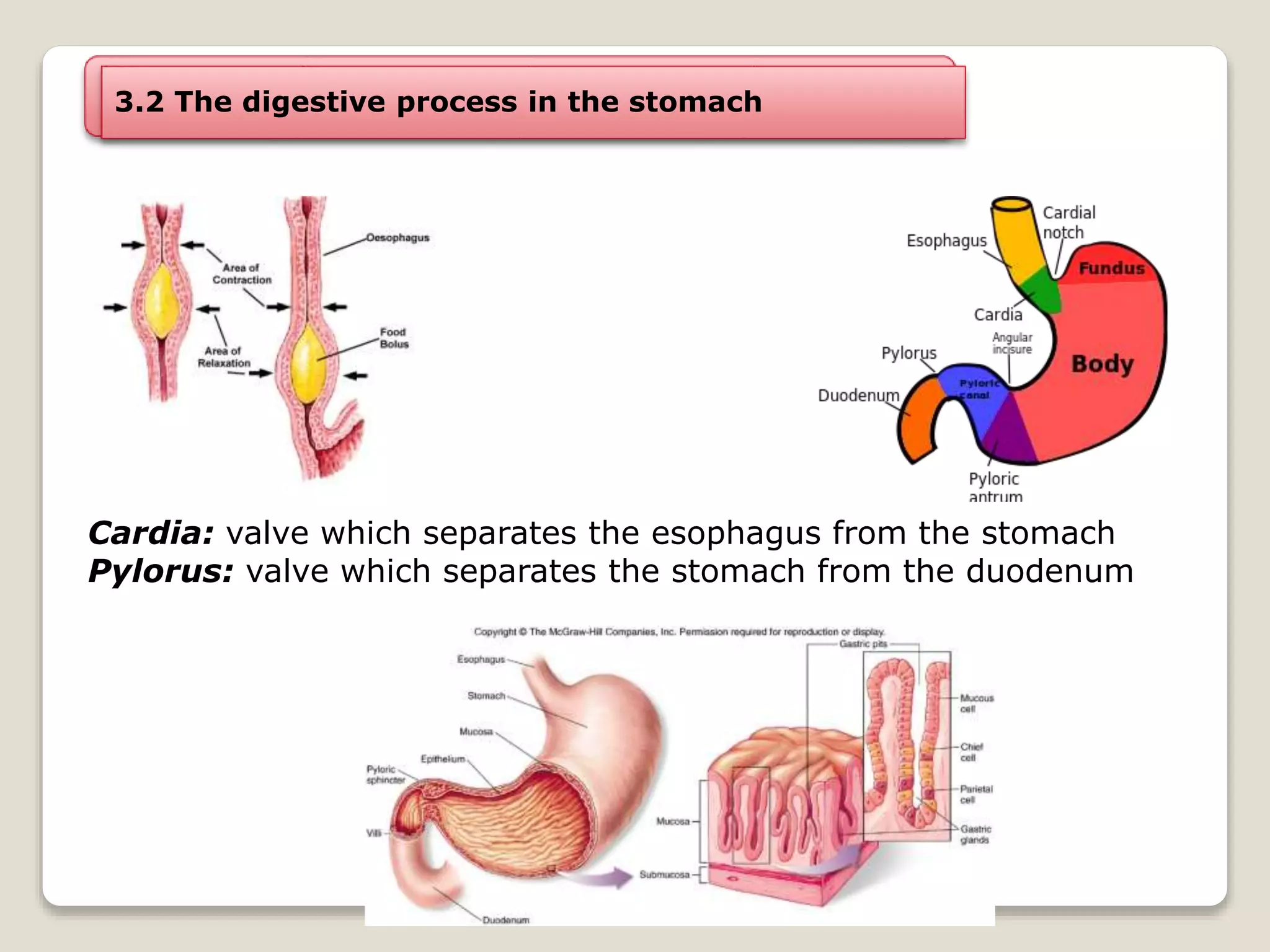 Unit 3 Digestive and Respiratory Systems | PPTX