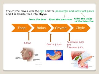 Unit 3 Digestive and Respiratory Systems | PPTX