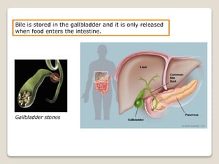 Unit 3 Digestive and Respiratory Systems | PPTX
