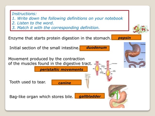 Unit 3 Digestive and Respiratory Systems | PPTX | Chemistry | Science