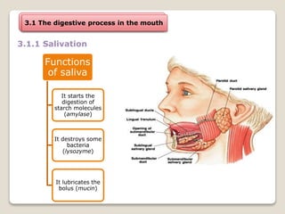 Unit 3 Digestive and Respiratory Systems | PPTX
