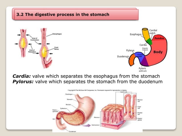 Unit 3 Digestive and Respiratory Systems | PPTX | Chemistry | Science