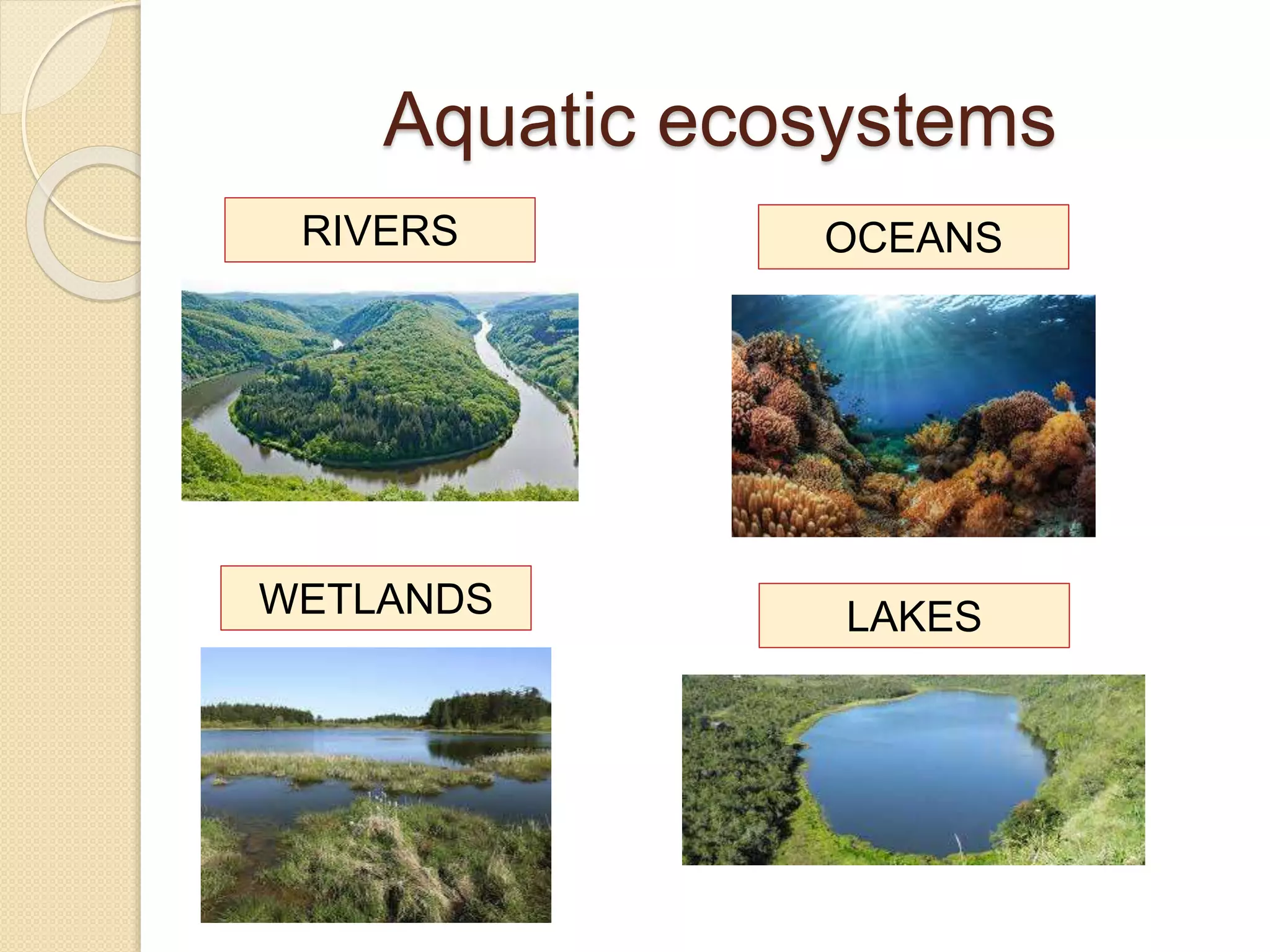Unit 3 ecosystems | PPT