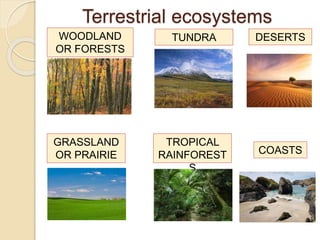 Unit 3 ecosystems | PPT
