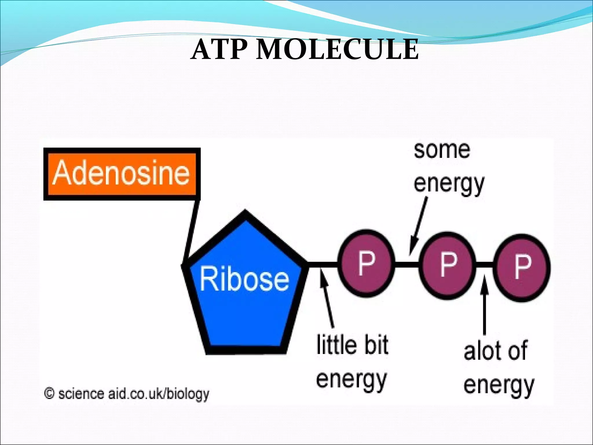Unit 3 energy pathways | PPT