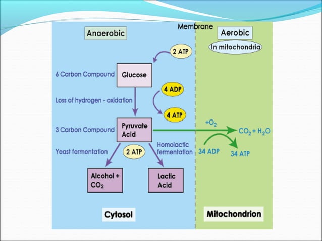 Unit 3 energy pathways | PPT