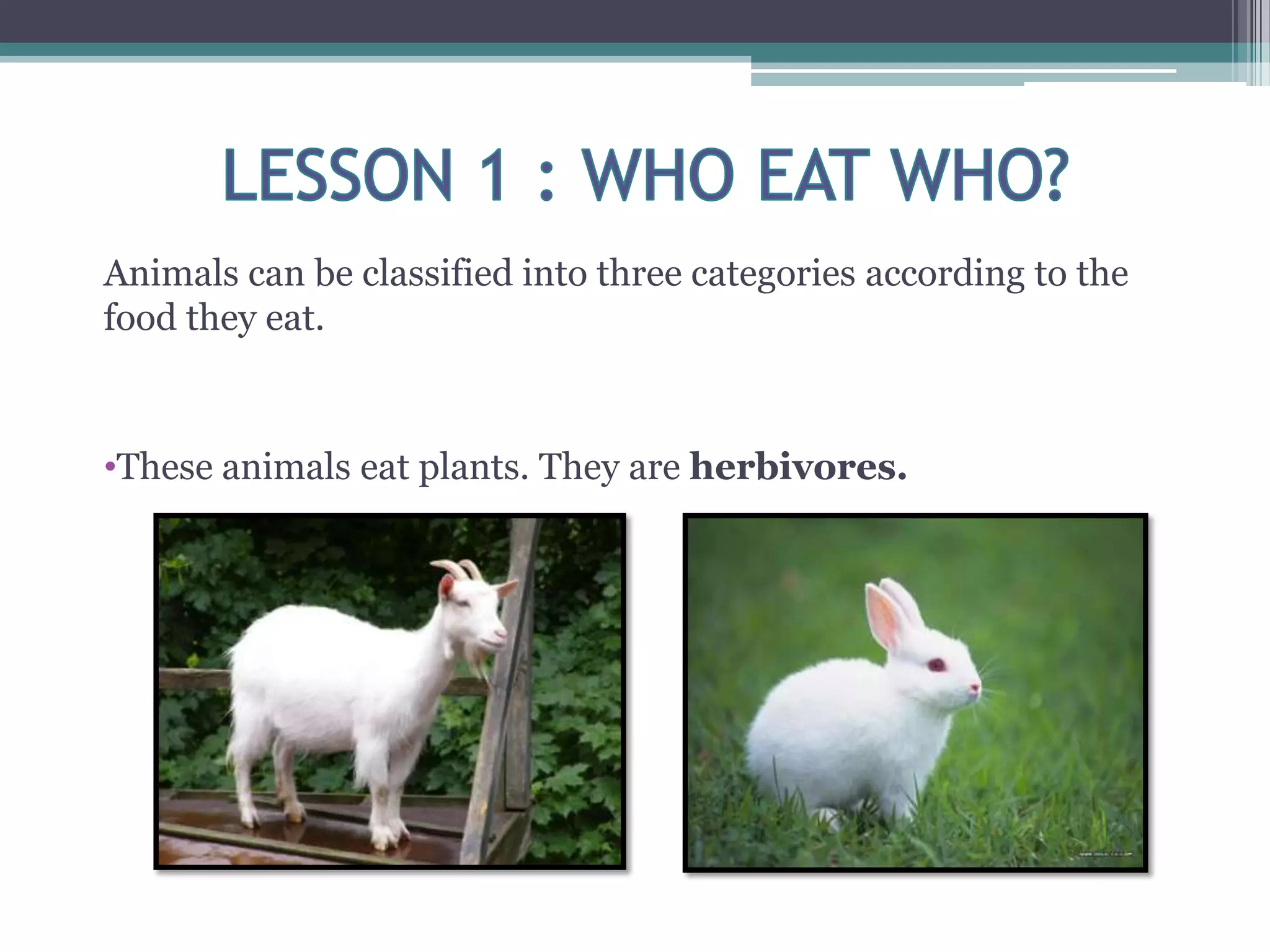 Unit 3 food chain & food web | PPTX