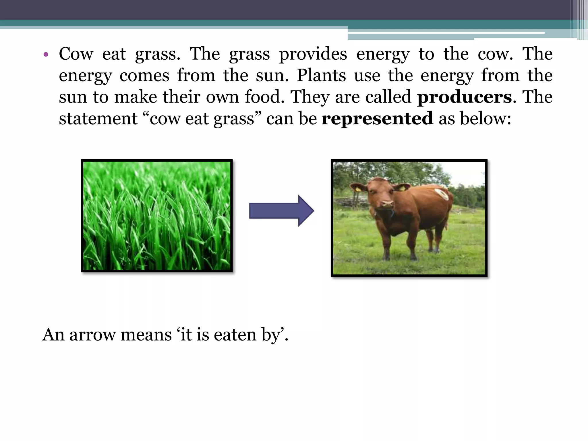 Unit 3 food chain & food web | PPTX