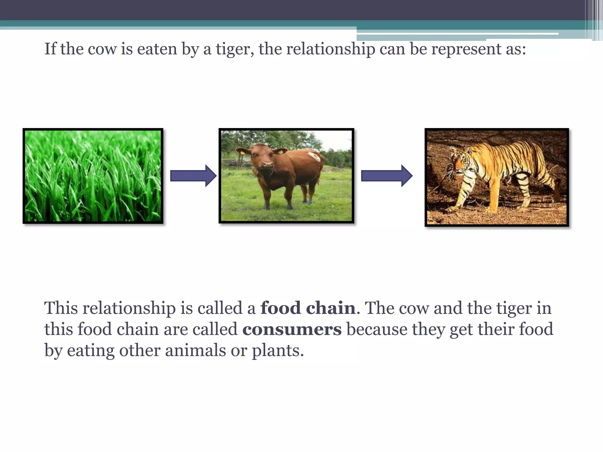 Unit 3 food chain & food web | PPTX | Vegetarian Diets | Food & Drink