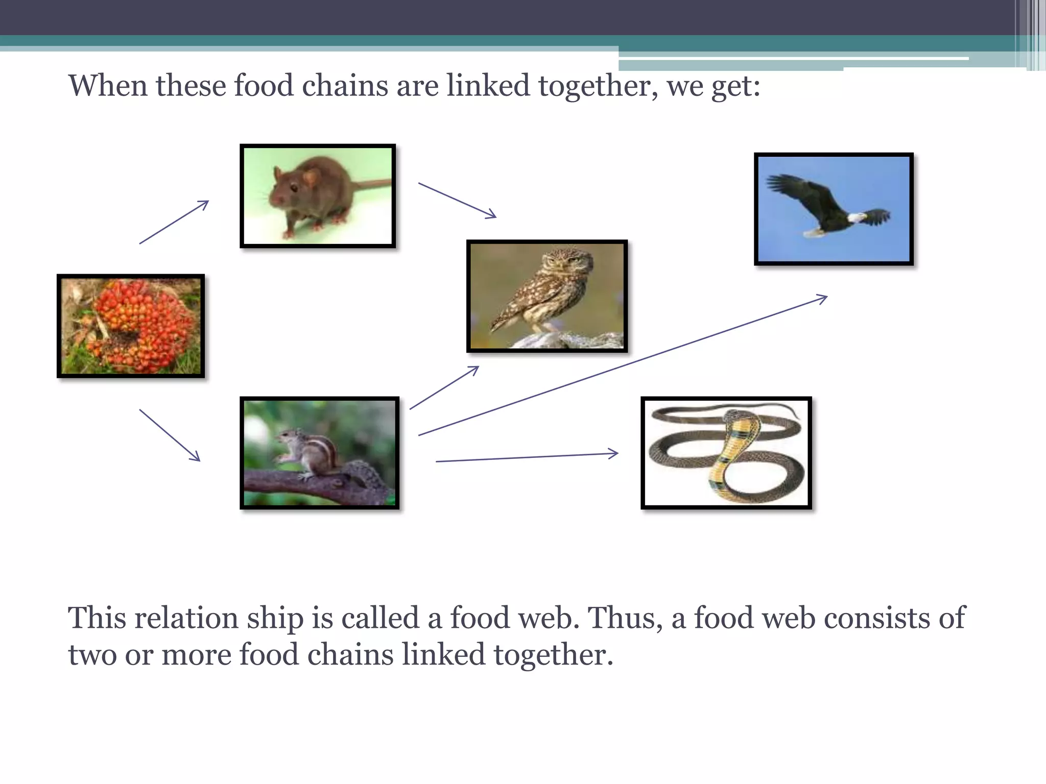 Unit 3 food chain & food web | PPTX | Vegetarian Diets | Food & Drink