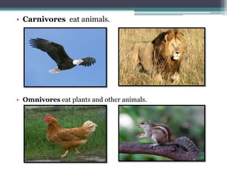 Unit 3 food chain & food web | PPTX