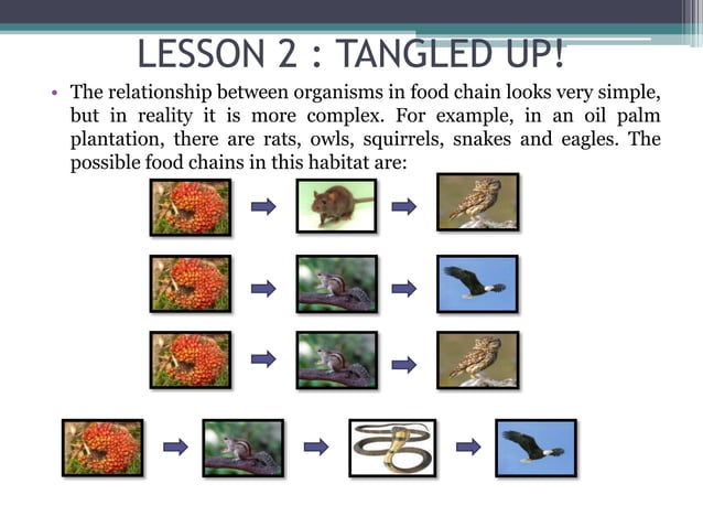 Unit 3 food chain & food web | PPTX | Vegetarian Diets | Food & Drink