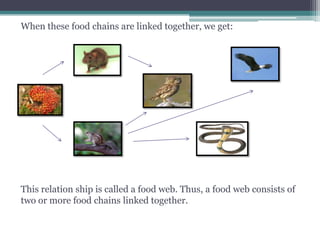 Unit 3 food chain & food web | PPTX | Vegetarian Diets | Food & Drink