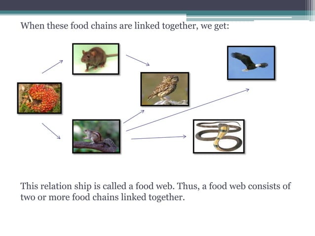 Unit 3 food chain & food web | PPTX | Vegetarian Diets | Food & Drink