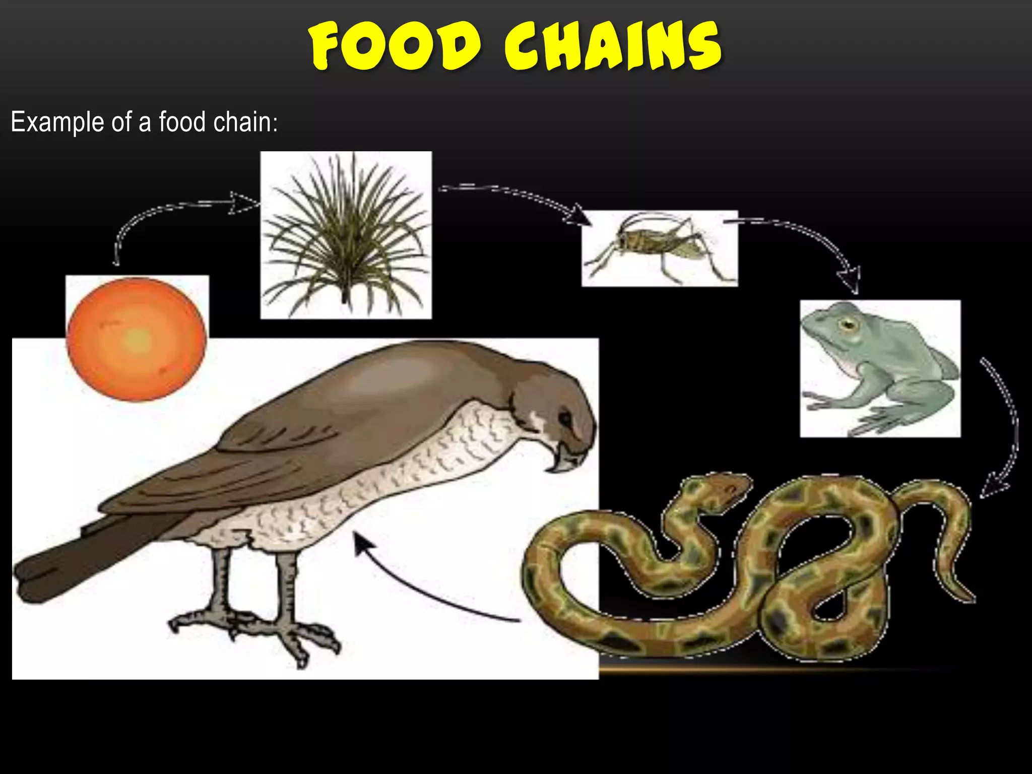 Food chains & Food webs | PPTX