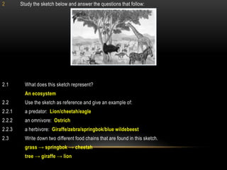 Food chains & Food webs | PPTX