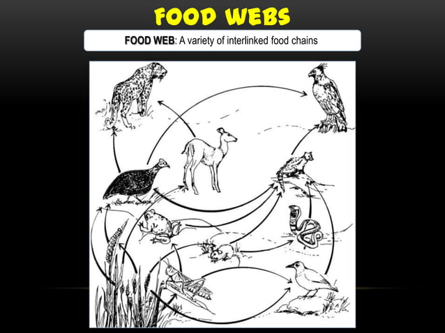 Food chains & Food webs | PPTX | Geography | Science