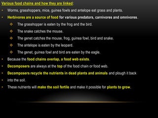 Food chains & Food webs | PPTX
