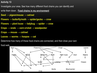 Food chains & Food webs | PPTX