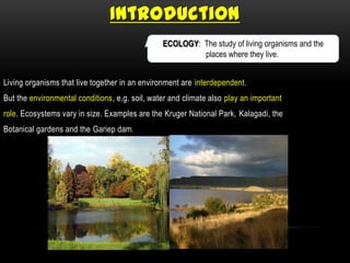 Food chains & Food webs | PPTX