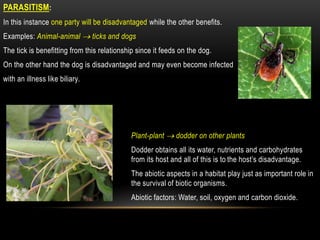 Food chains & Food webs | PPTX
