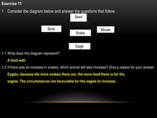 Food chains & Food webs | PPTX