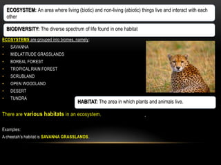Food chains & Food webs | PPTX