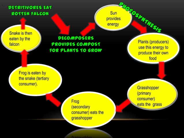 Food chains & Food webs | PPTX | Geography | Science