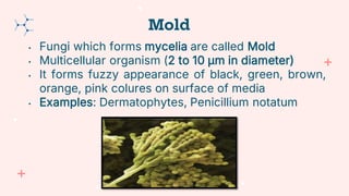 Fungi Pharmaceutical Microbiology unit 3 | PDF