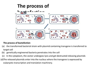 Unit 3 Gene Transfer Techniques.pdf