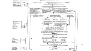 MSD REVIEW MASLP | PPTX
