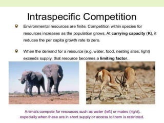 Intraspecific Competition Examples In Animals