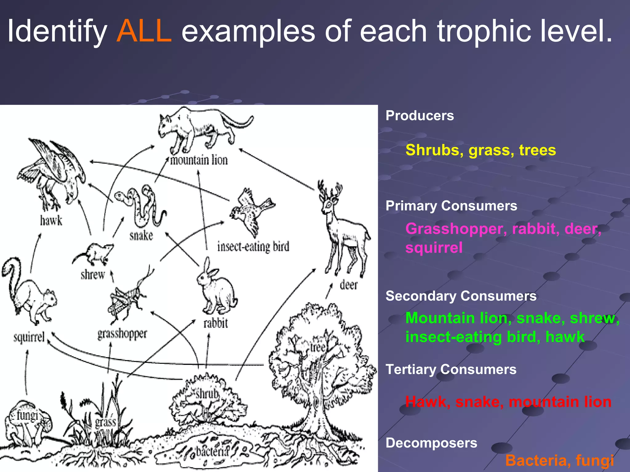 Unit 3 lesson 1 food chains | PPT